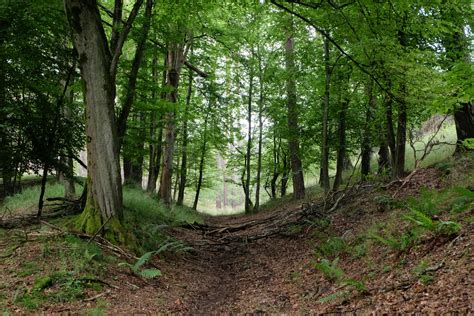 가문비 간 거친 걷기 격리 경치 경치가 좋은 고요한 그늘 그림자 길 나무 나무 껍질 나뭇잎 낙엽 낮은 녹색 농촌의 덤불 독버섯 따는