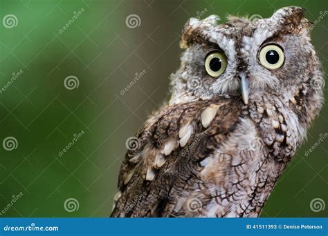 Silly Screech Owl Stock Image Image Of Silly Camouflage 41511393