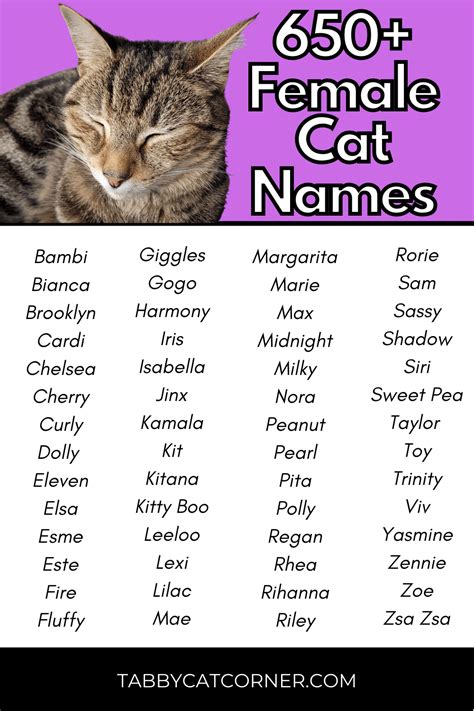 Top 10 Cat Names Girl At Anthony Griggs Blog