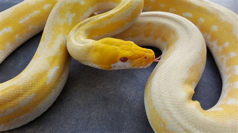 Sw England Reticulated Python Availability Reptile Forums