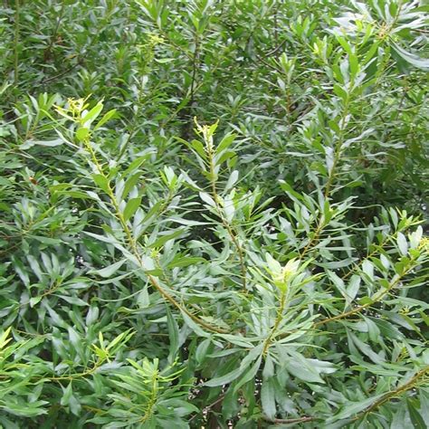 Buy Wax Myrtle Online At Ty Ty Nursery