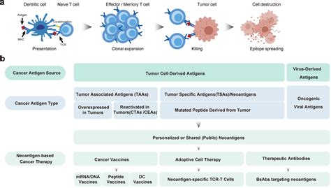 Cancer Antigen Specific Cell Destruction Tumor Antigen Subtypes And