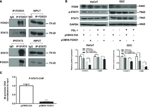 Foxo1 Inhibited Stat3 Activation Is Involved In Fsl 1 Mediated Itgb6 Download Scientific