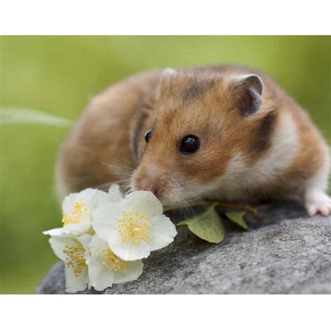Syrian Hamster Colors And Patterns