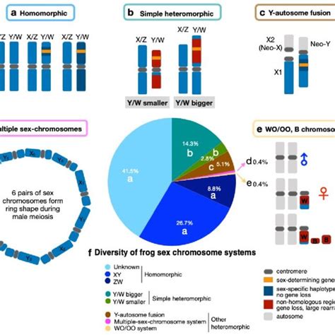 Distribution Of Homomorphic And Heteromorphic Sex Chromosomes Along The Download Scientific