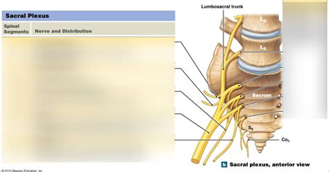 Sacral Plexus Diagram Quizlet Sacral Plexus Diagram Quizlet