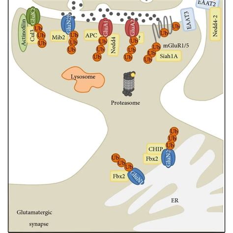 Postsynaptic Ubiquitination A Postsynaptic Density Proteins That