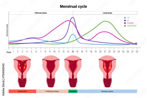 Stages Of The Menstrual Cycle Vector Menstrual Proliferative