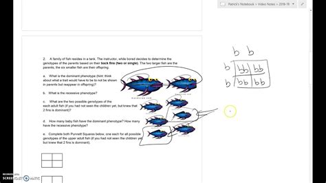 Mendelian Genetics Worksheet 2 Youtube