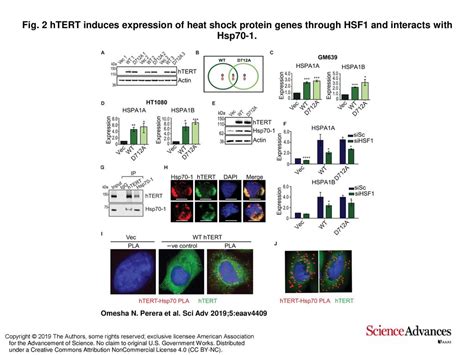 Fig 2 Htert Induces Expression Of Heat Shock Protein Genes Through