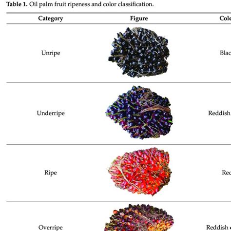 Oil Palm Fruit Ripeness And Color Classification Download Scientific Diagram