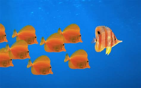 Setting Custom Headers For Ingress Nginx Furkan Demir