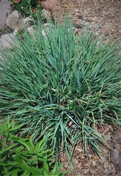 Apacheredgrasszuloagaeabulbosa02 Gila Native Plant Society