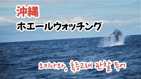 오키나와에서 혹등고래 관찰 투어 저희와 함께 랜선여행 떠나보실래요 Youtube