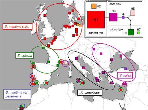 Statistical Parsimony Network Generated By The Tcs Computer Program