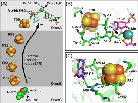Electron Transfer Relay Architecture And Predicted Dmsa Structure Download Scientific Diagram