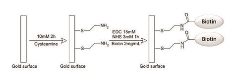 Spr Sensor Modification Process Download Scientific Diagram