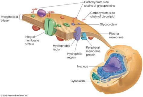 Biochem Ii Op L2 Membrane Structure And Function Flashcards Quizlet