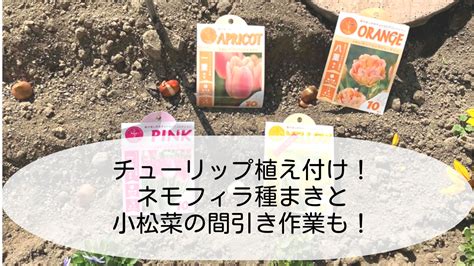 ⑱11 28チューリップ植え付けネモフィラ種まきと小松菜の間引き作業もあきママブログ