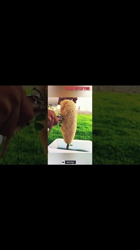 Satisfying Video Satisfying Oddly Asmr Shorts Honeycomb Honey