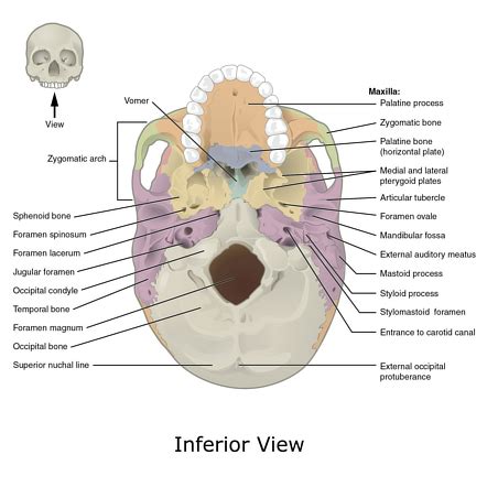 Foramen Rotundum And Ovale