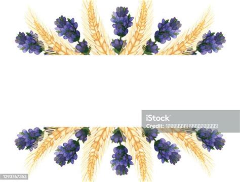 보라색 라벤더 꽃 가지와 노란색 호밀 귀 시리얼 꽃다발과 수채화 손 그린 자연 배너 프레임 은 초대 및 텍스트 공간이있는 인사말 카드를 흰색 배경에 0명에 대한 스톡 벡터