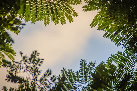 극적인 하늘 배경 및 텍스트에 대 한 중간 복사 공간 녹색 잎 프레임 녹색의 자연 프레임 흐린 하늘 배경에 분기를 둡니다 푸른