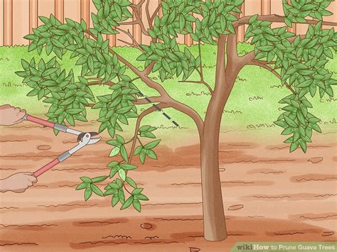 Ways To Prune Guava Trees WikiHow