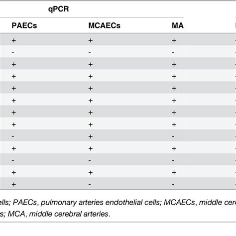 List Of Primer Couples For Plc Isoforms Download Table