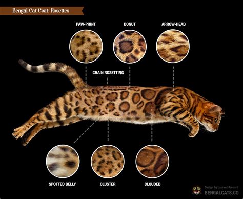 A Deep Dive Into Bengal Cat Coat Colors And Patterns Unraveling The Pawtopia Bengal
