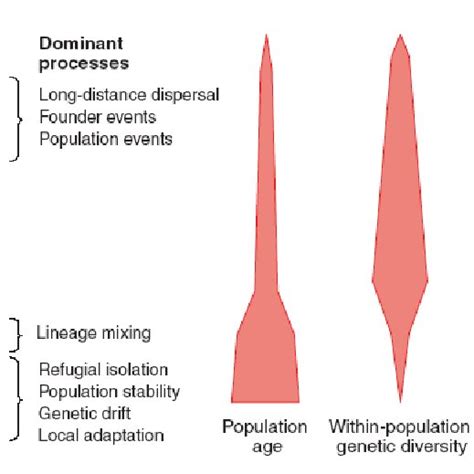 Schematic Representation Of The Leading And Rear Edge Populations In
