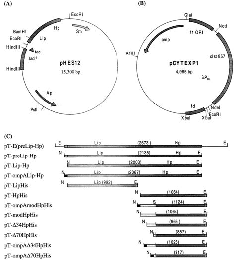 Construction Of Different Expression Vectors Derived From Plasmids Download Scientific Diagram