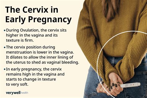 Cervix In Early Pregnancy High Low Soft Or Hard
