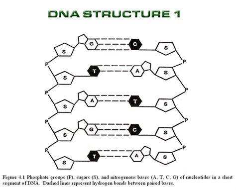 Introduction Dna Structure Dna Biological Science Picture Directory Pulpbits Net