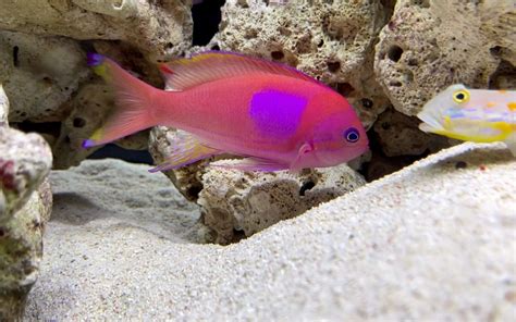 品川王子大饭店水族馆饲养的侧带拟花鮨 哔哩哔哩