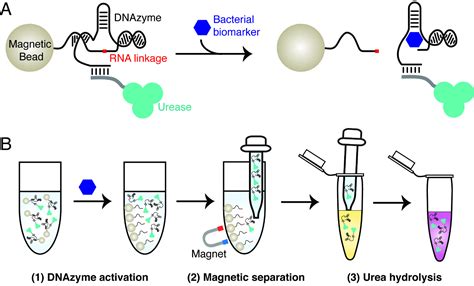 Colorimetric Detection Of Bacteria Using Litmus Test