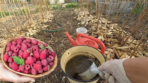 5 головних правил догляду за малиною на початку березня щоб мати гарний та великий врожай