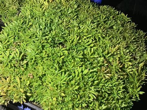 辽宁省屋顶绿化可以使用佛甲草吗金叶佛甲草是多年生植物吗 花海建设 长景园林网