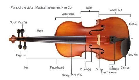 Your Hire Viola Getting Started Musical Instrument Hire Co