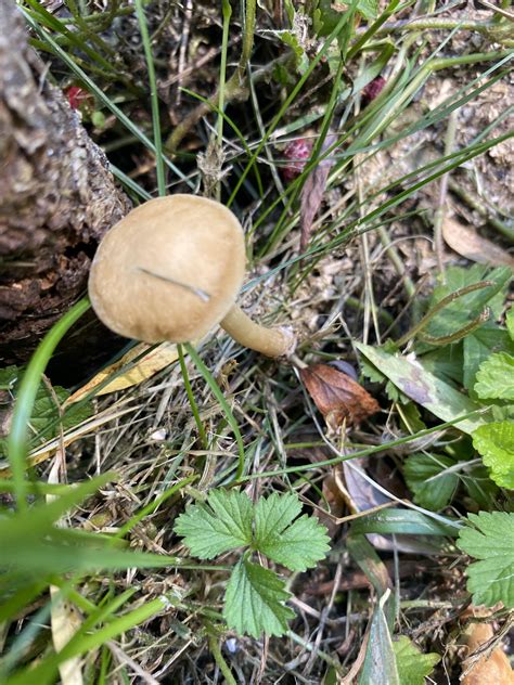 Id Request In Grass Around Tree Northeast Usa June Rmycology