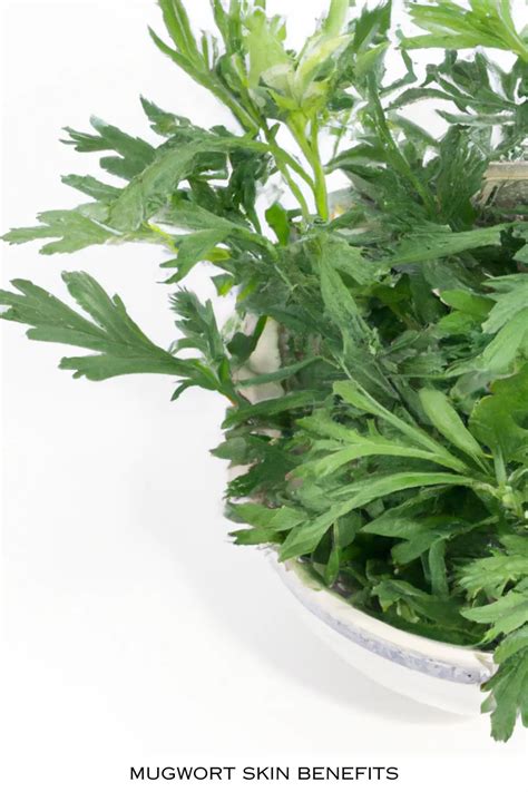 The Miraculous Benefits Of Mugwort For Your Skin Ex Animo Beauty
