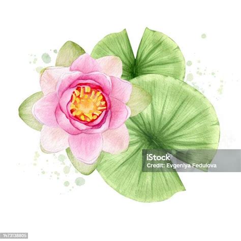 핑크 연꽃과 나뭇잎 수채화 그림입니다 연꽃과 구성 중국 수련 초대장 영화 포스터 직물 및 기타 품목의 디자인을위한 디자인 연꽃과에 대한 스톡 벡터 아트 및 기타 이미지