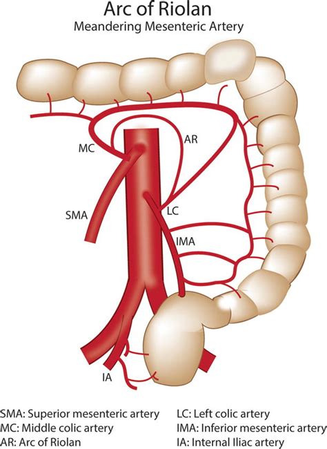 Retroperitoneum And Great Vessels In The Abdomen Basicmedical Key