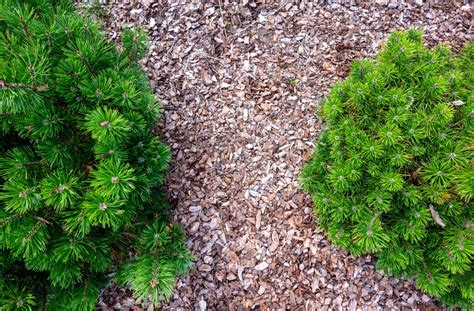 Winter Mulching Your Complete Guide Town And Country Gardens