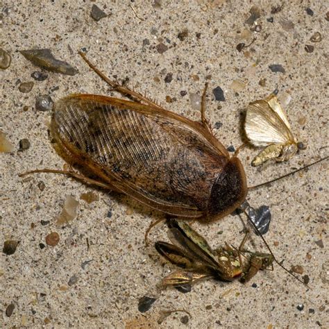 20 Types Of Cockroaches In California With Pictures