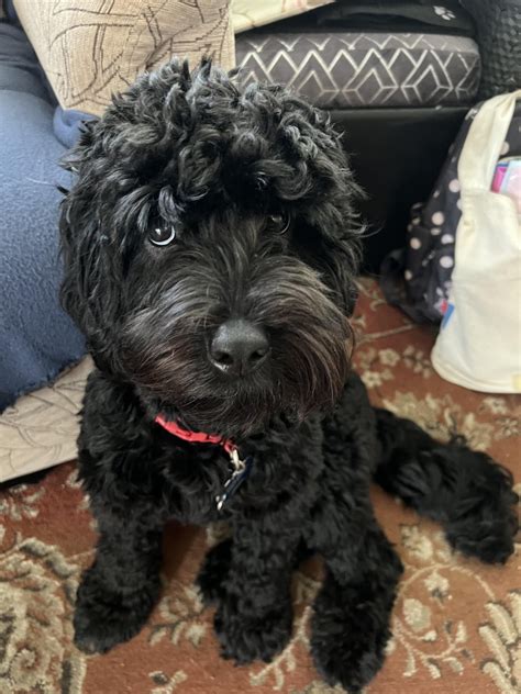 Meet Loki The 11 Month Old Cockapoo R Pics