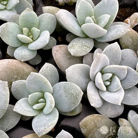 採花賊 藍雪蓮 1吋多肉植物療癒盆栽組盆園藝 蝦皮購物