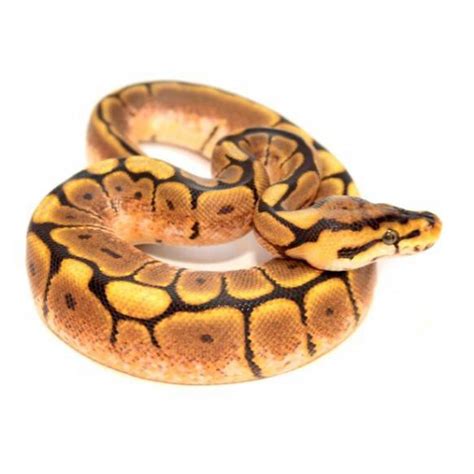 Python Royal Spider Python Regius