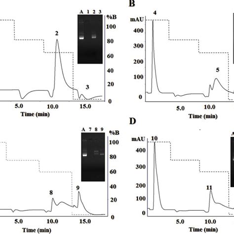 Chromatographic Profile Of Pdna Isoforms Separation Using The Agmatine