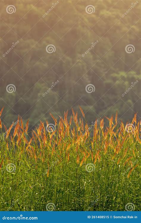 Reed Grass Flower In The Sunset Or Sunrise Grass Flower Beside